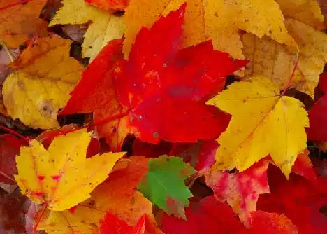 New England Foliage | Photographs - New England