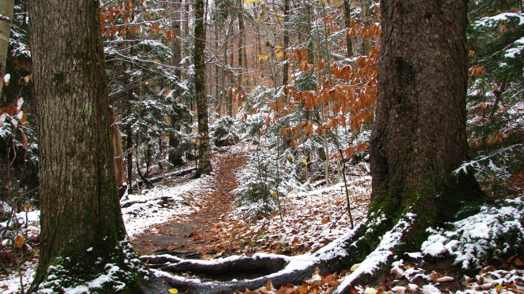 Cold Fall