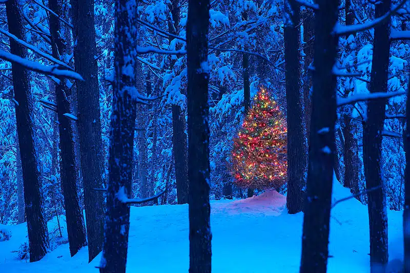 Lighted Christmas Trees In Forest Lit Christmas Tree Snow Wall Mural