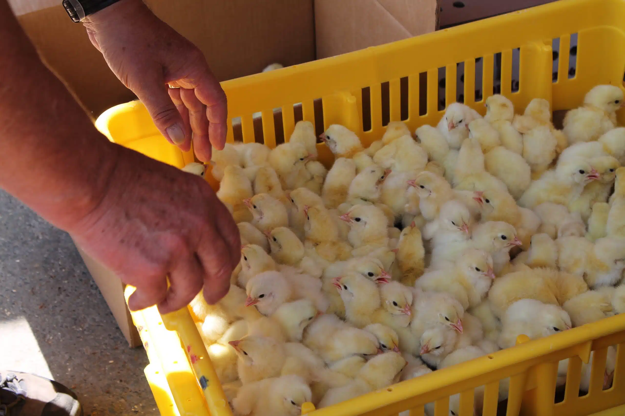 Hens in Residence | Temporary Housemates - New England