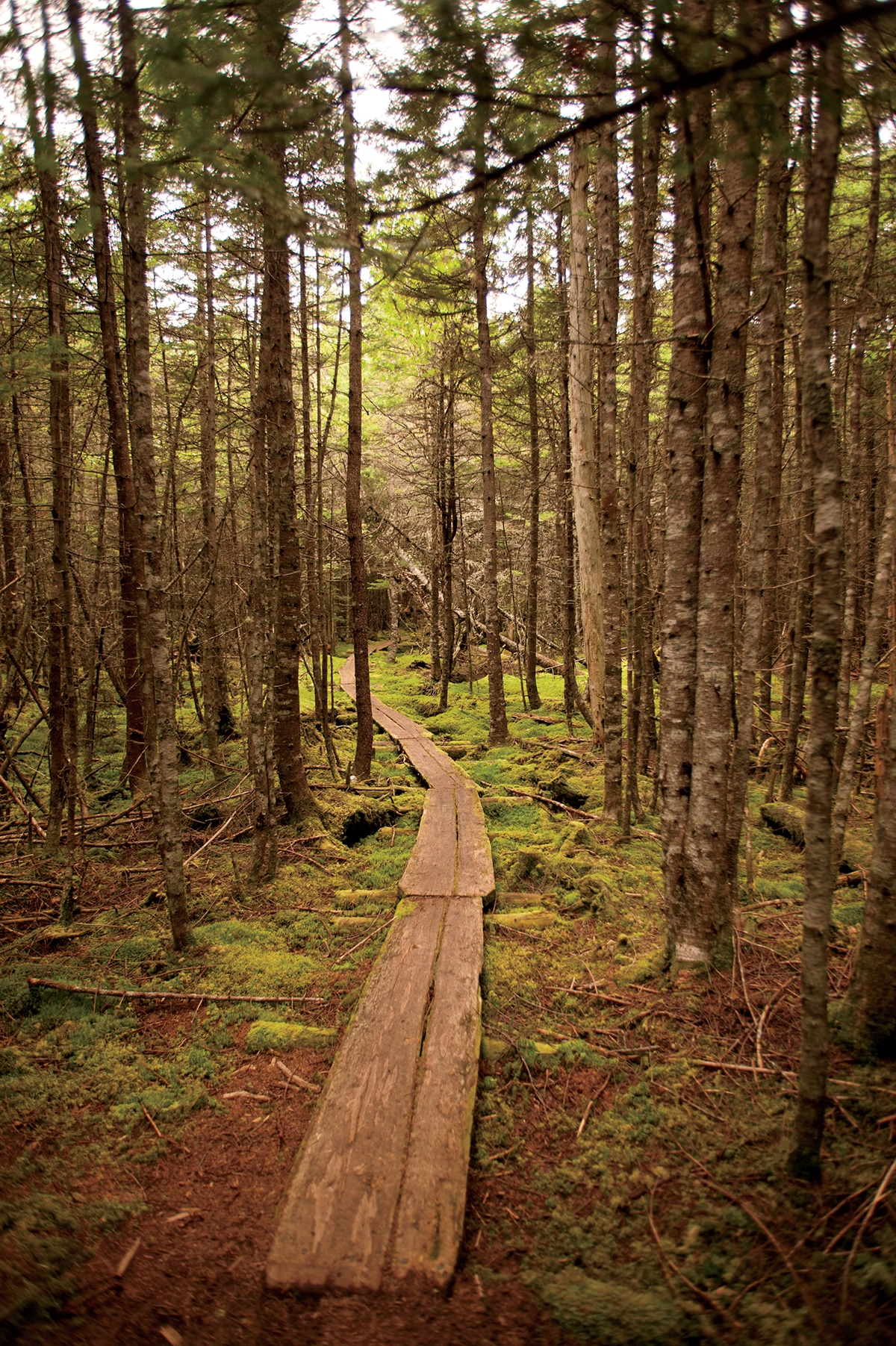 The Bold Coast Trail in Maine