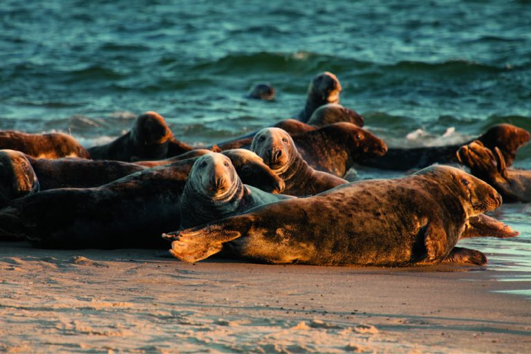 Seals on Cape Cod | Photographs