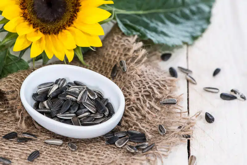 How to Harvest Sunflower Seeds