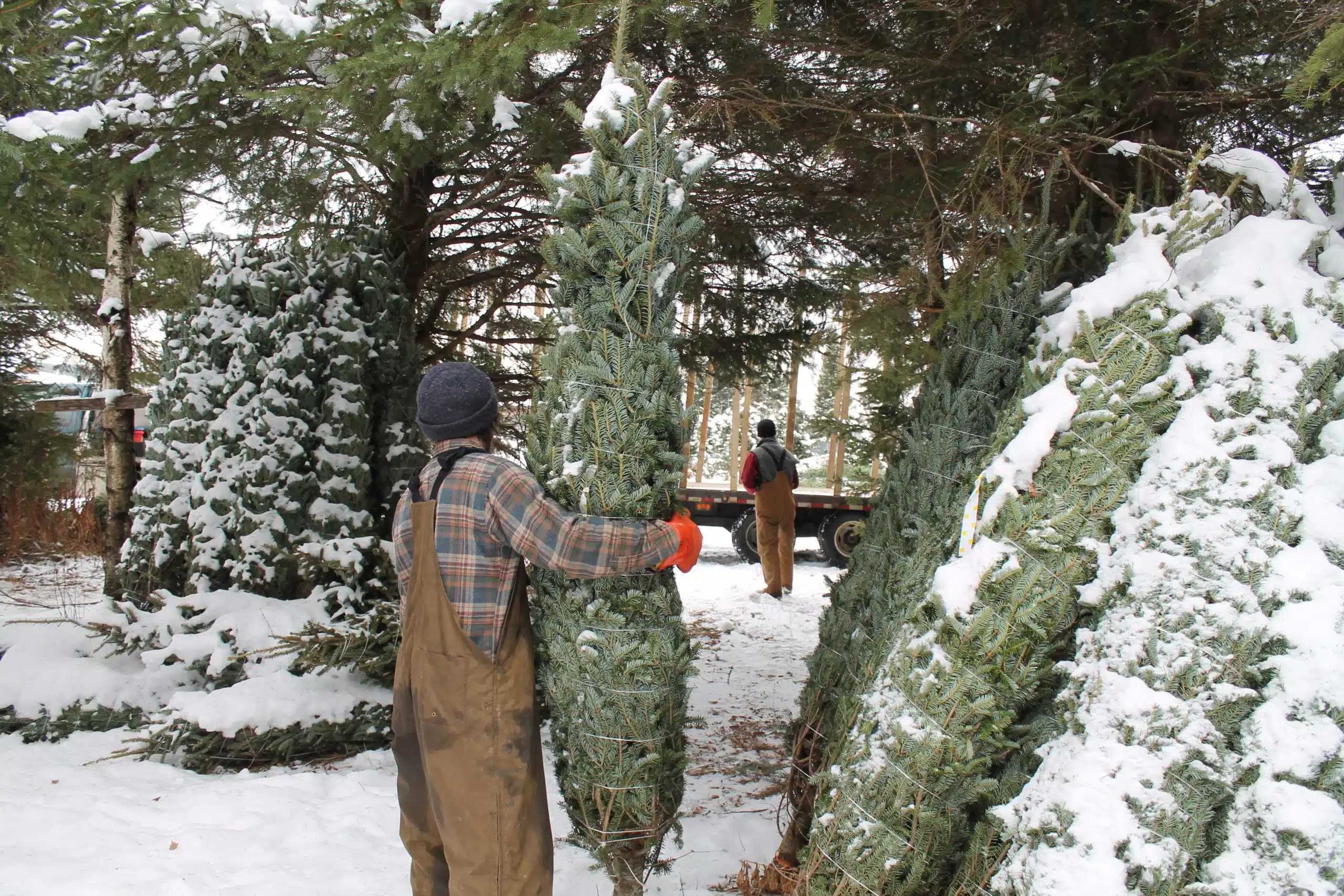 Christmas Tree Transport | This May Be Your Tree Part II - New England