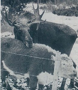 The Lovesick Moose of Carrara Mountain | Yankee Classic - New England