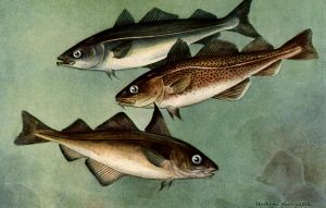 The Legend of the Sacred Cod (Or Is It Scrod?)