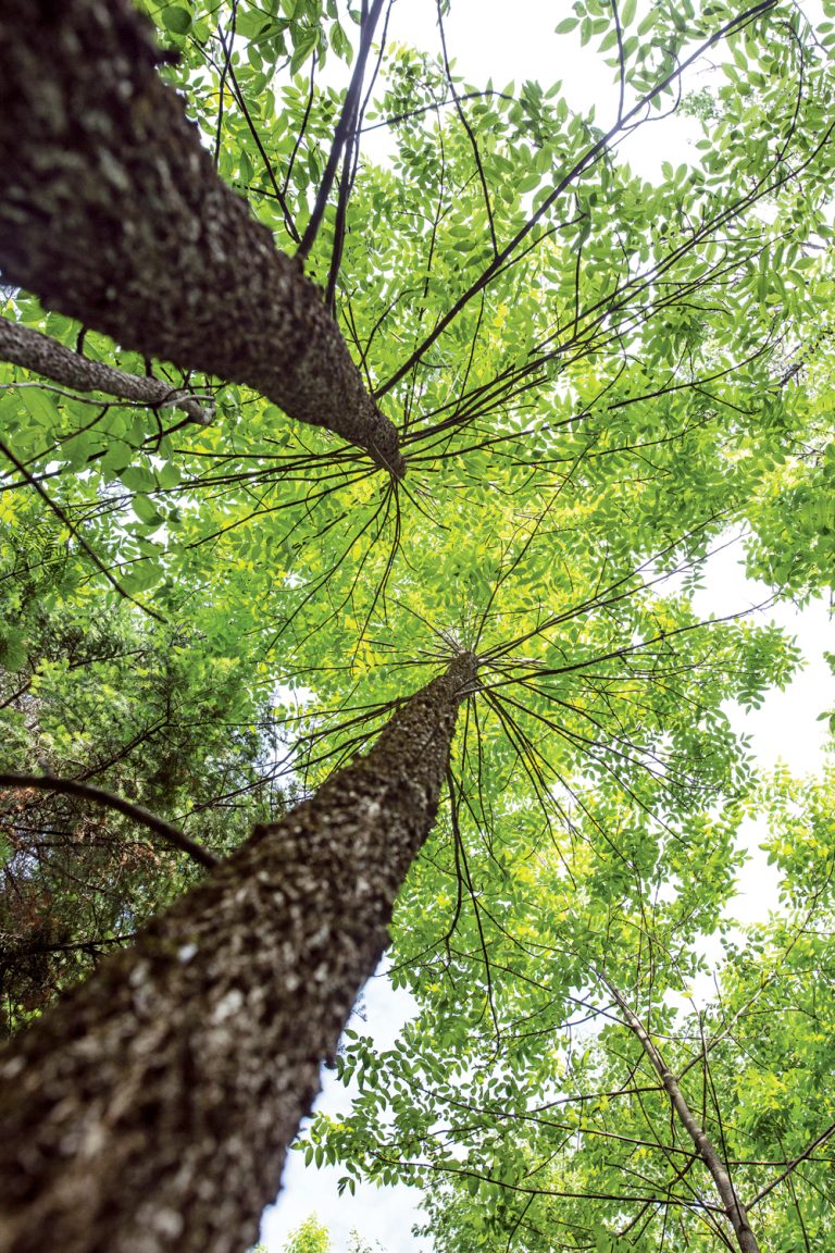 More Than Just a Tree | The Threatened Tradition of New England Ash ...