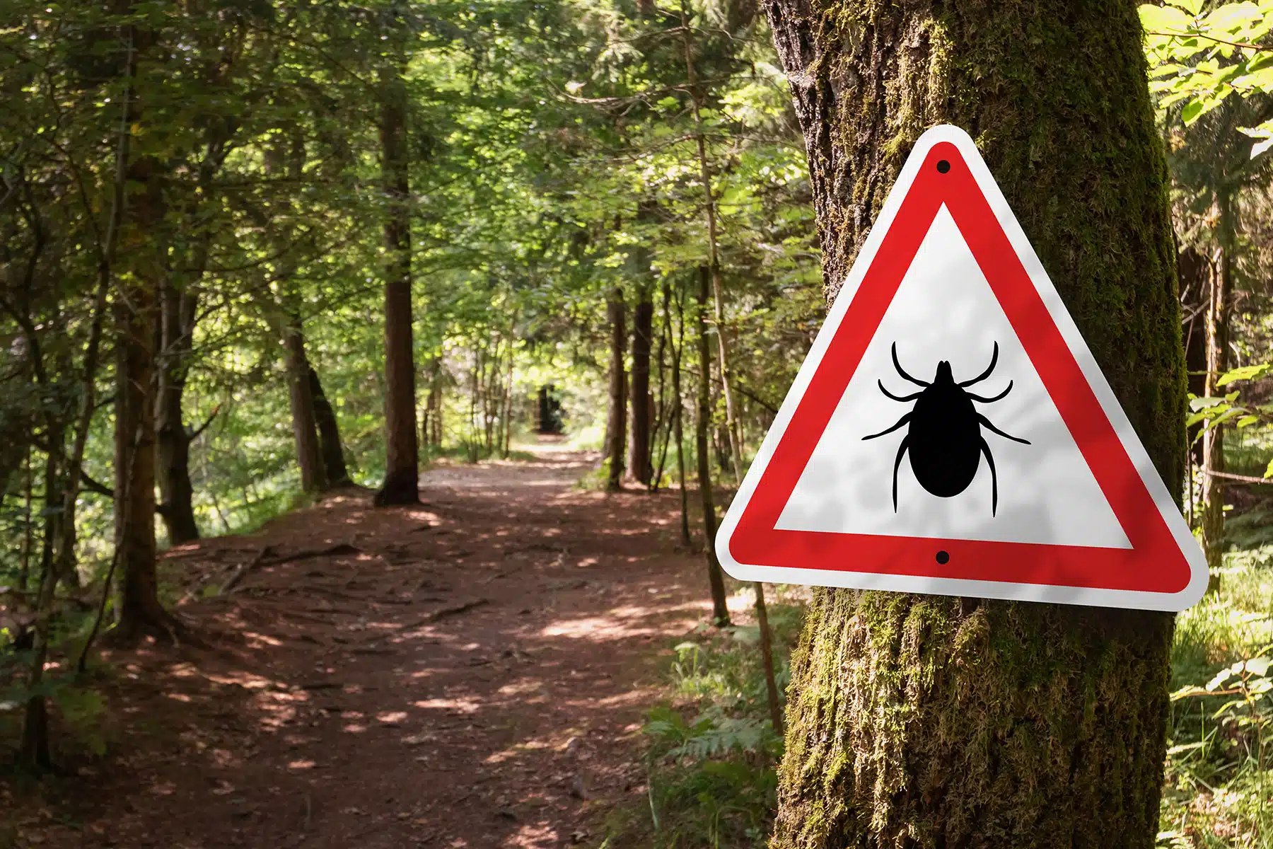 How to Protect Yourself from Ticks & Lyme Disease | Yankee Magazine