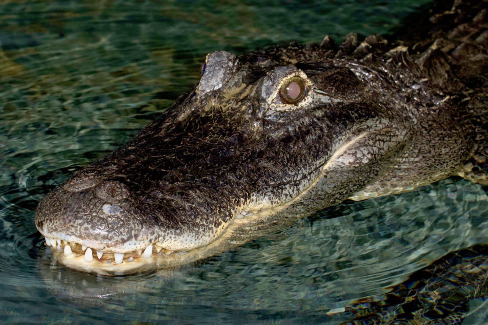 This Connecticut Exhibit Will Name a Cockroach After Your Ex (and Feed ...