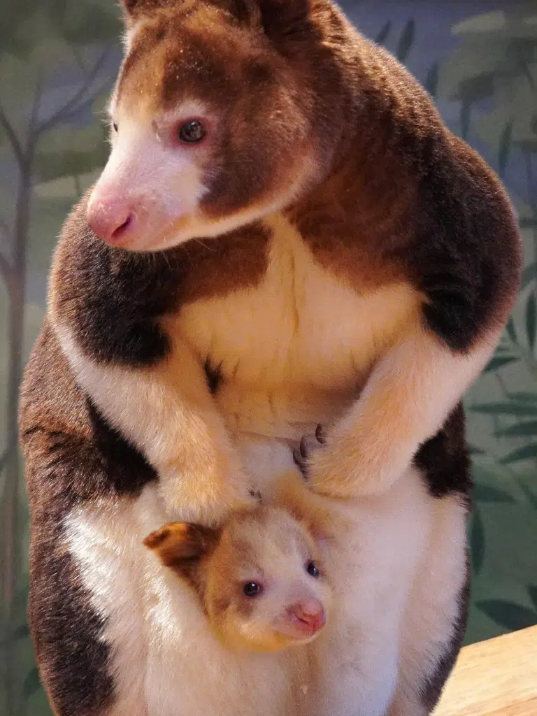 Tree Kangaroo Baby