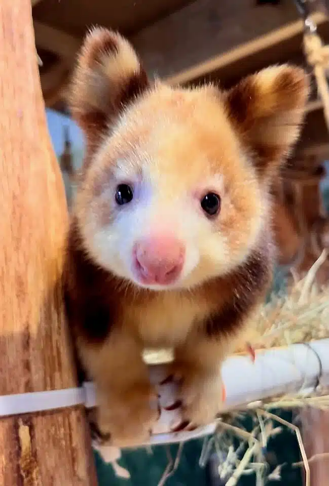 Meet the Cutest Baby in New England - Tree-Kangaroo Paia