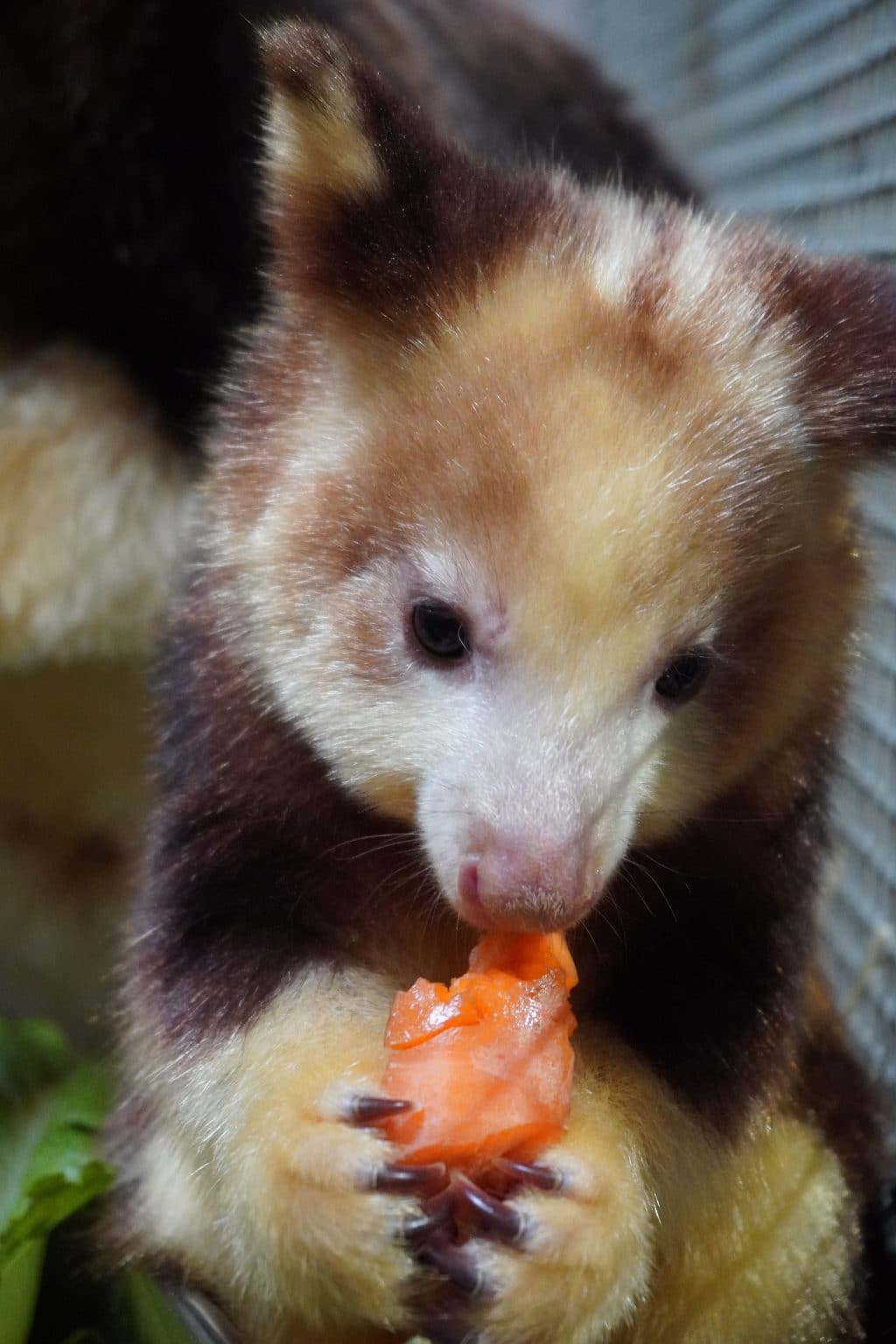Meet the Cutest Baby in New England - Tree-Kangaroo Paia