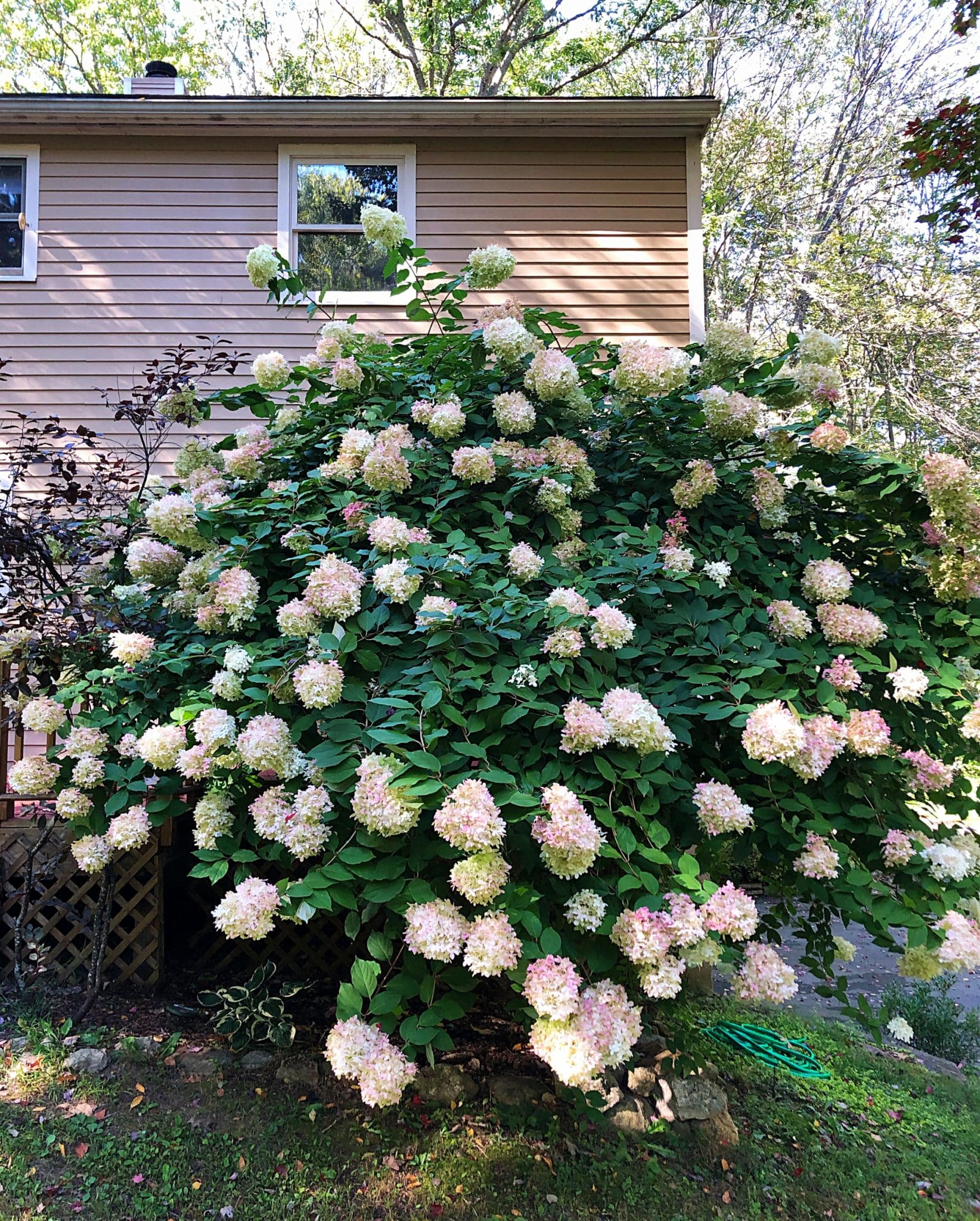 6 New England Hydrangea Varieties - And How to Prune Them