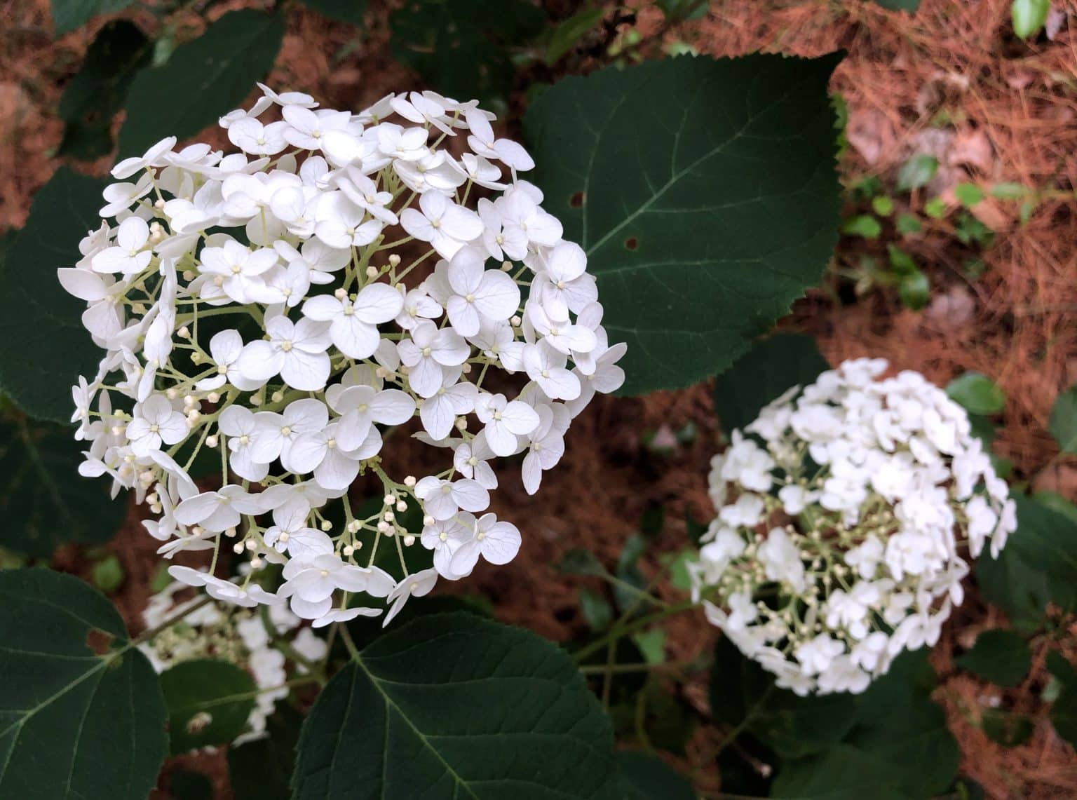 6 New England Hydrangea Varieties - And How to Prune Them