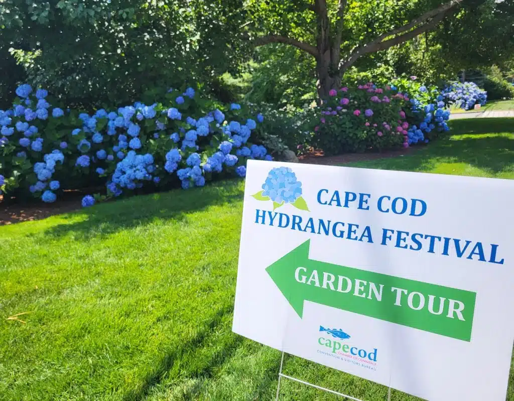 Discover Blooming Wonders at the Cape Cod Hydrangea Festival - New England