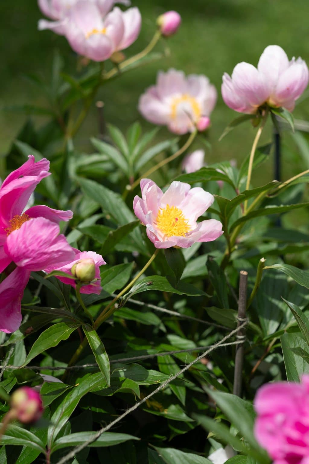 Hildene Peonies in Manchester, Vermont - New England