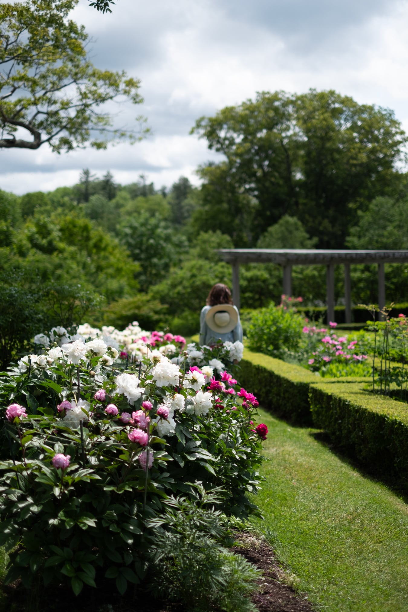 Hildene Peonies in Manchester, Vermont - New England