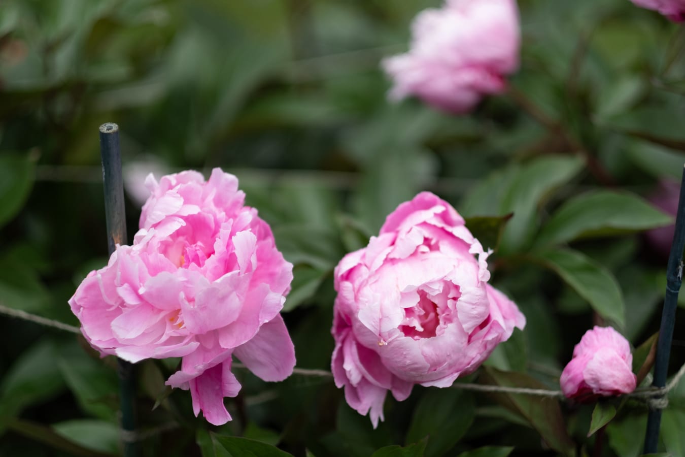 Hildene Peonies in Manchester, Vermont - New England