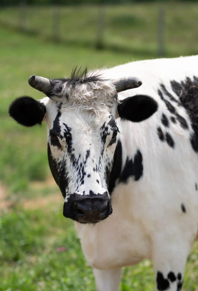 Hildene Peonies in Manchester, Vermont - New England
