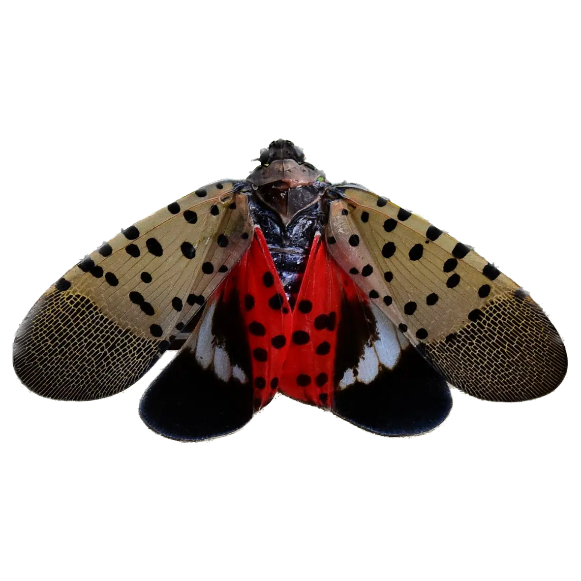 Spotted Lanternflies in New England - Q&A with an Insect Expert
