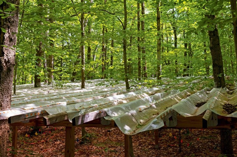 These Trees Say So Much: Hubbard Brook Experimental Forest in North ...