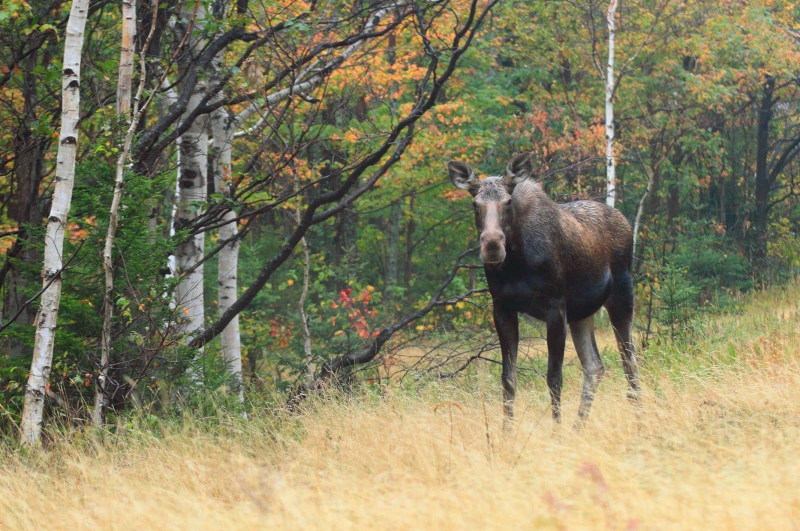 Driving the Kancamagus This Fall? Read This First! - New England