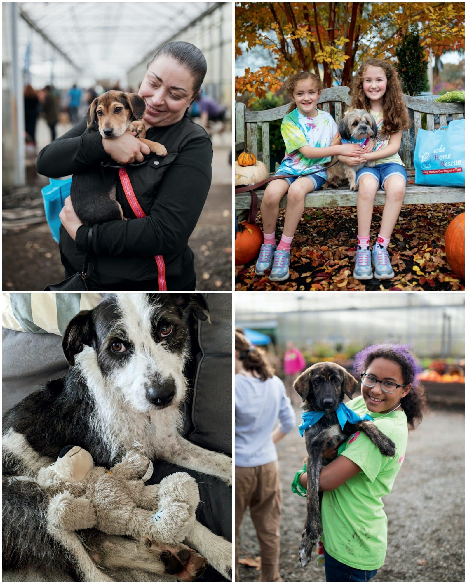 Always Adopt: Rhode Island's Twice-Yearly Supersize Dog Adoption Event