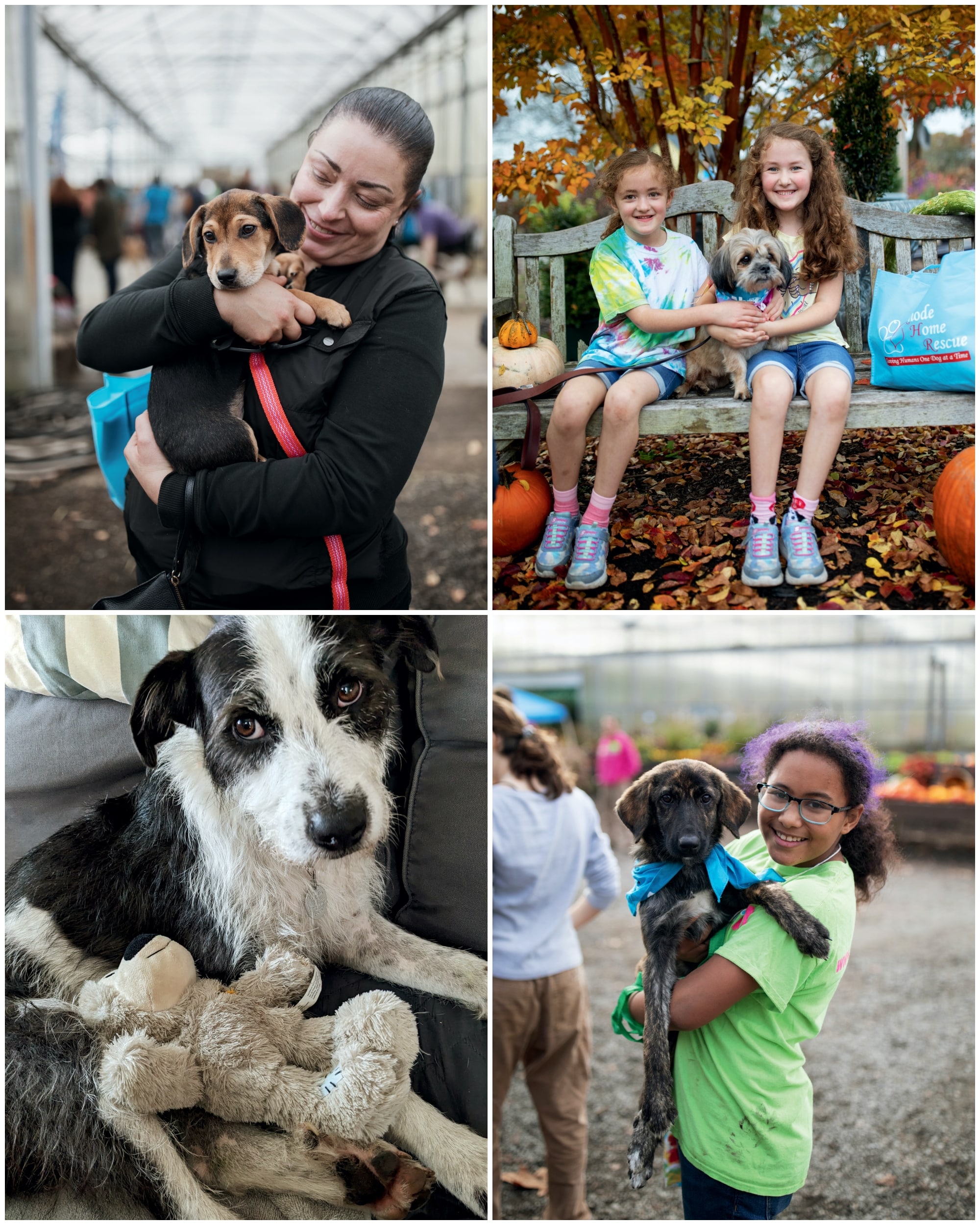 Always Adopt: Rhode Island's Twice-Yearly Supersize Dog Adoption Event