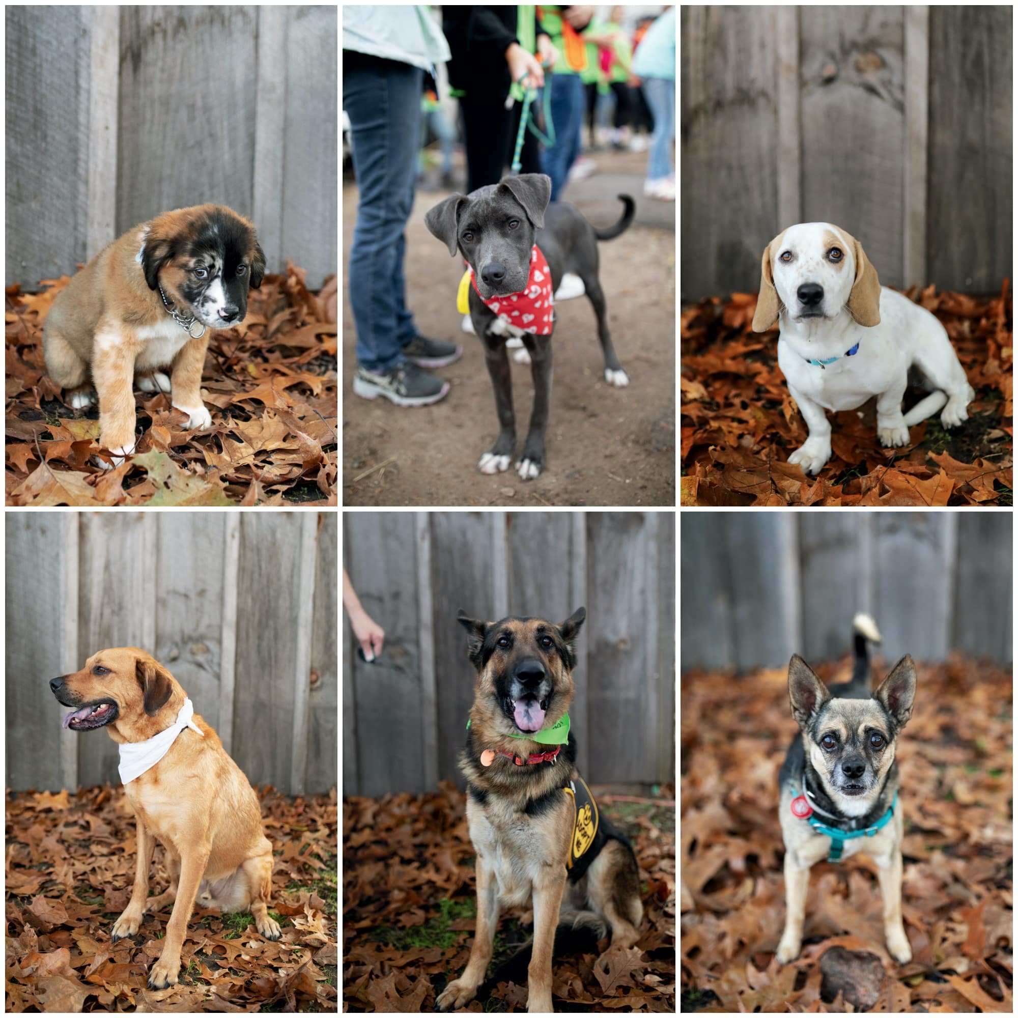 Always Adopt: Rhode Island's Twice-Yearly Supersize Dog Adoption Event