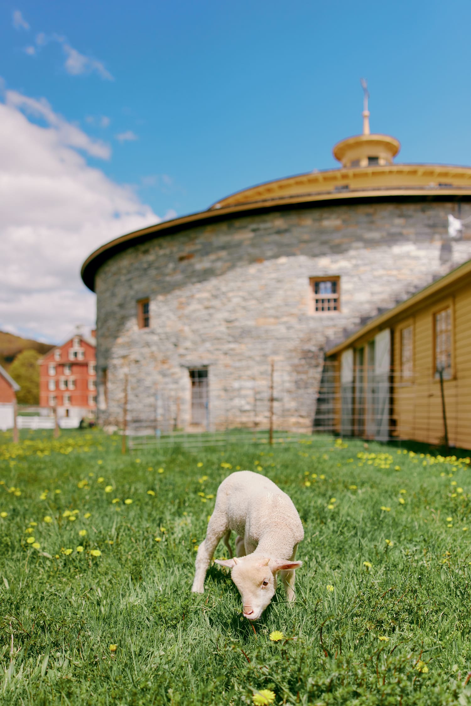 Baby Love | The Baby Animals Festival at Hancock Shaker Village