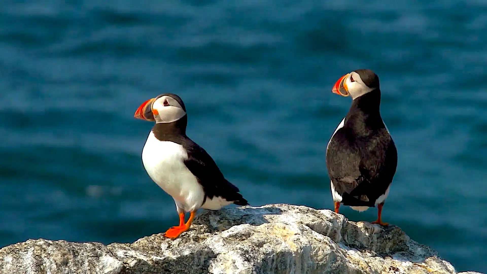 Meet the Maine ”Puffin Man” and the Team Restoring Native Maine Puffin ...