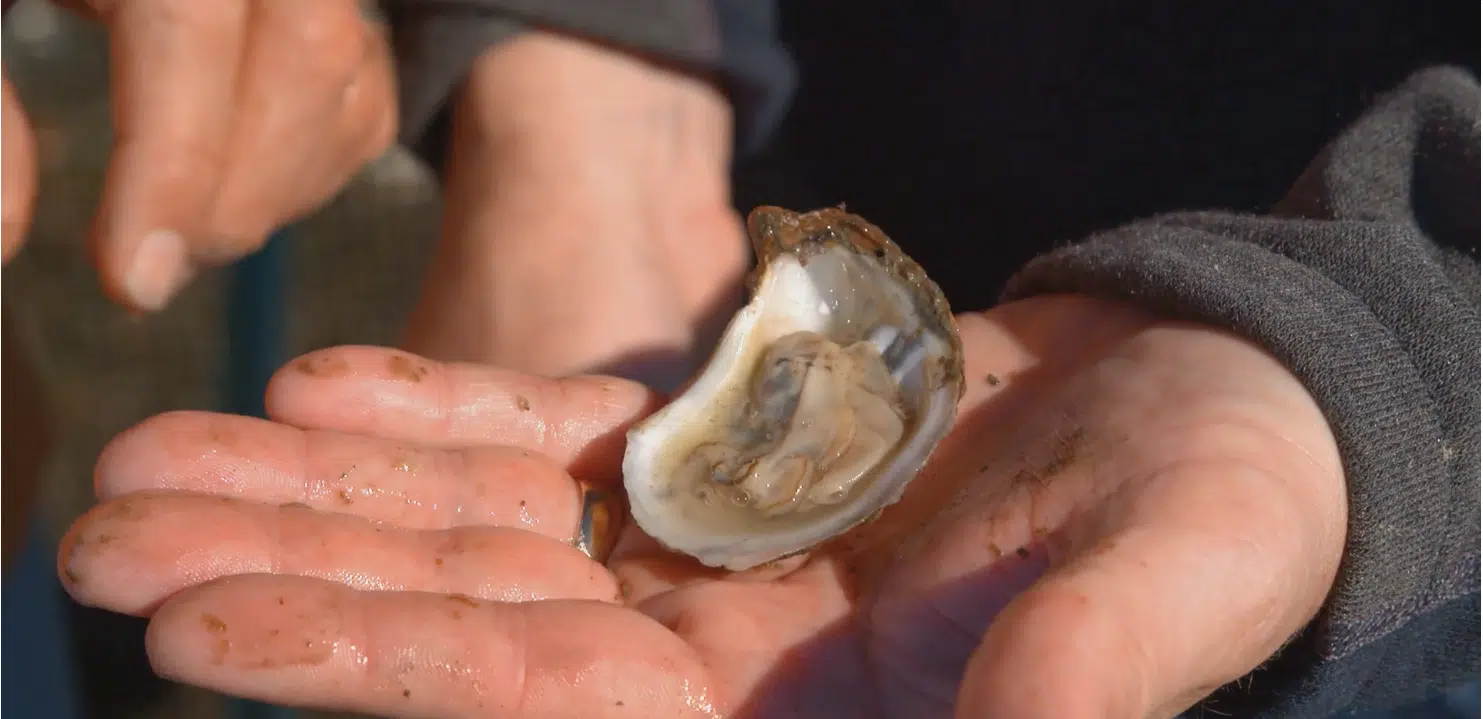 New England Oyster Farming With Row 34 Chef Jeremy Sewall in Portsmouth ...