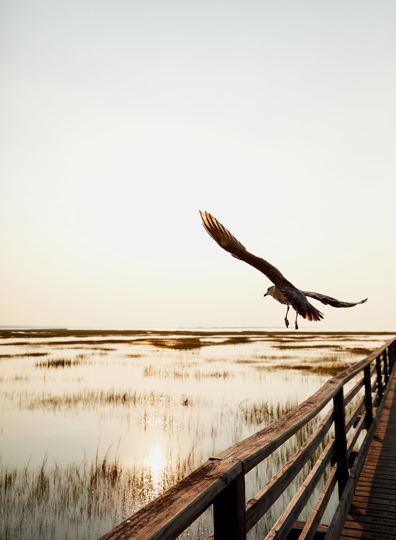 Cape Confidential: An Insider's Guide to Cape Cod - New England