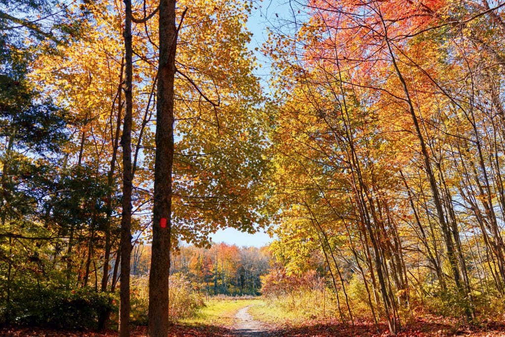 Fall Weekend in Amherst, Massachusetts - New England
