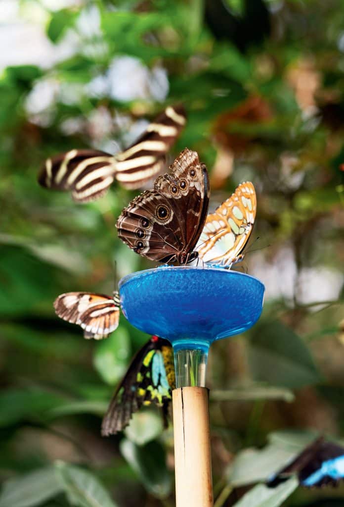 Magic Wings Butterfly Conservatory & Gardens in South Deerfield ...