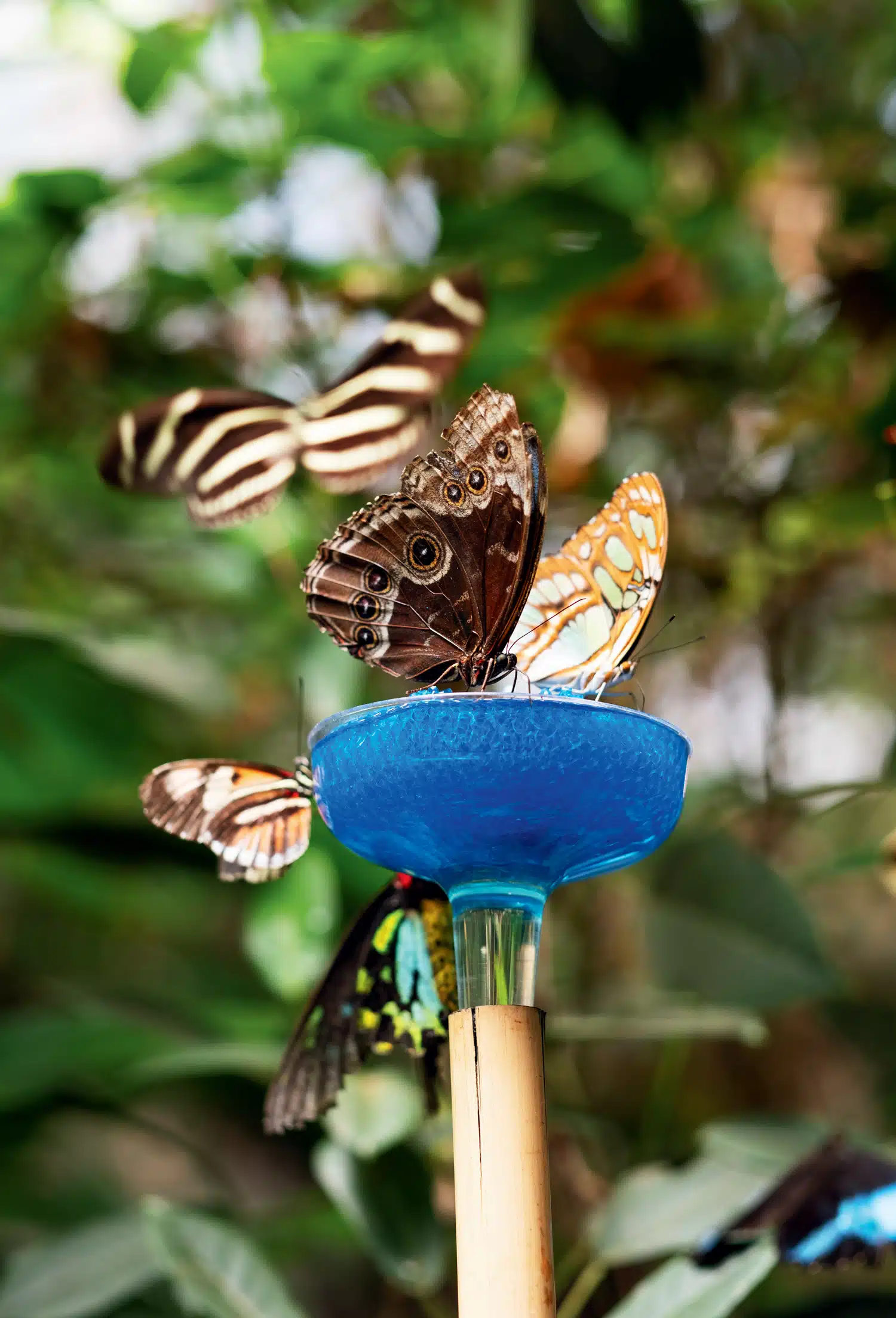 Magic Wings Butterfly Conservatory & Gardens in South Deerfield ...