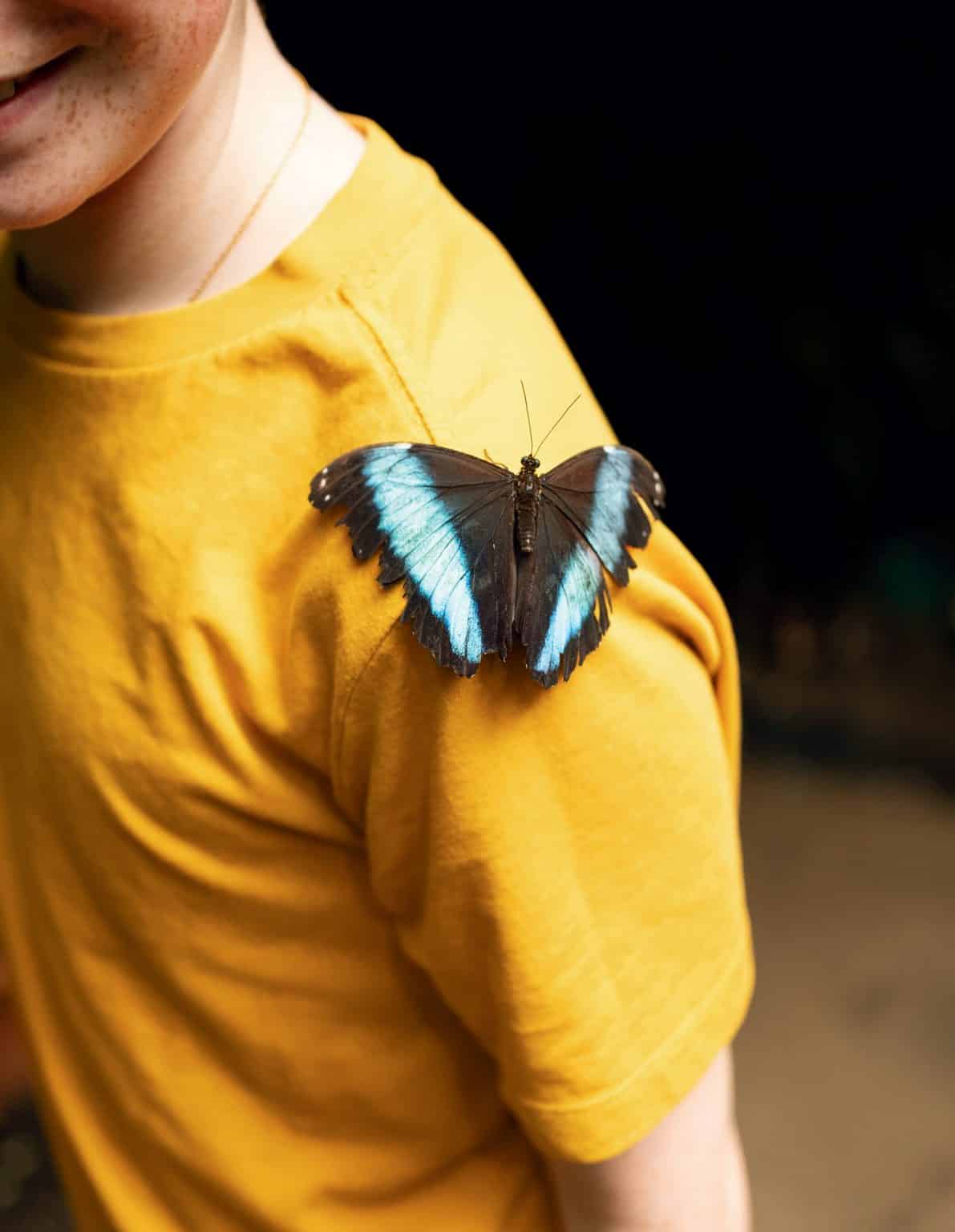 Magic Wings Butterfly Conservatory & Gardens in South Deerfield ...