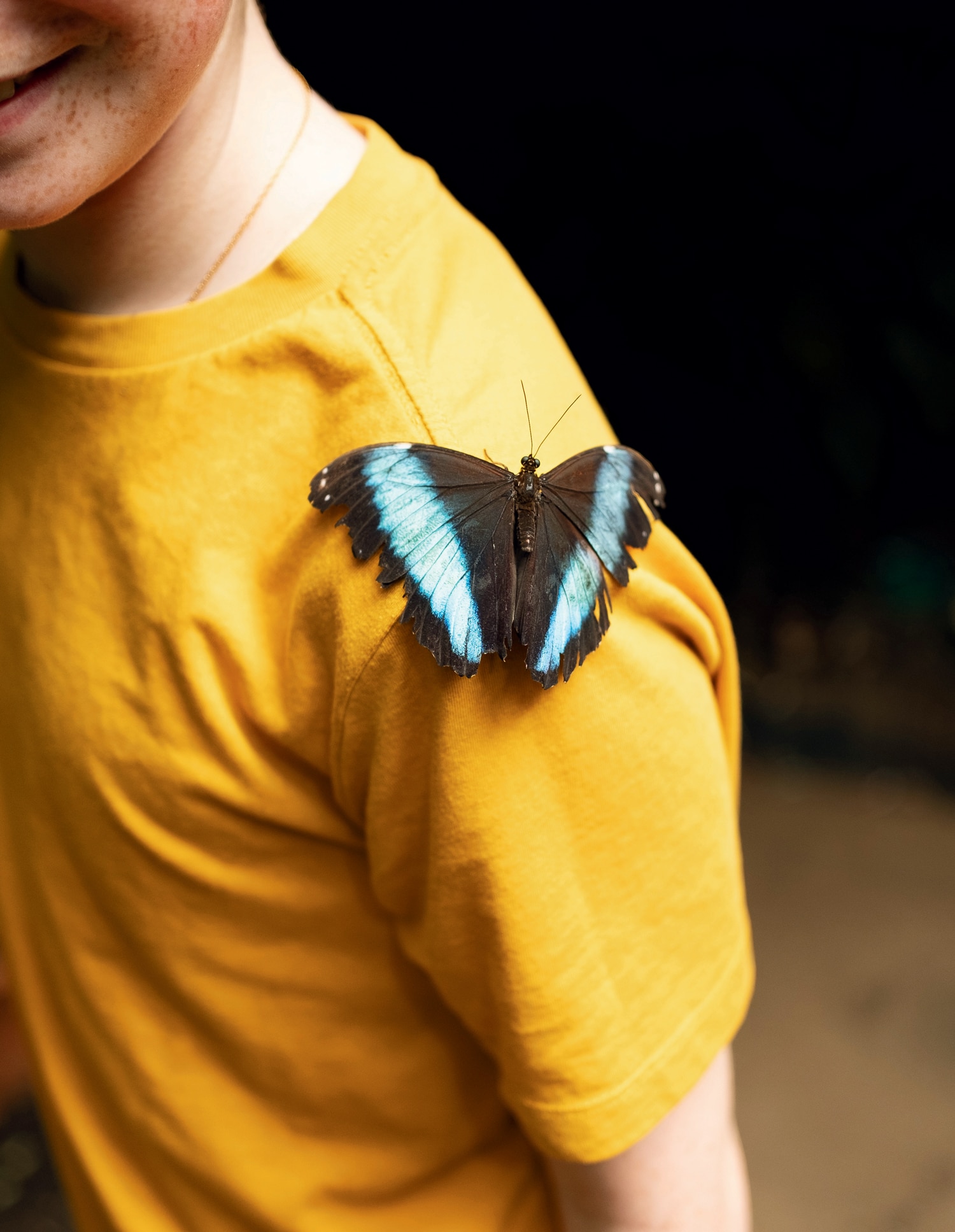 Magic Wings Butterfly Conservatory & Gardens in South Deerfield ...