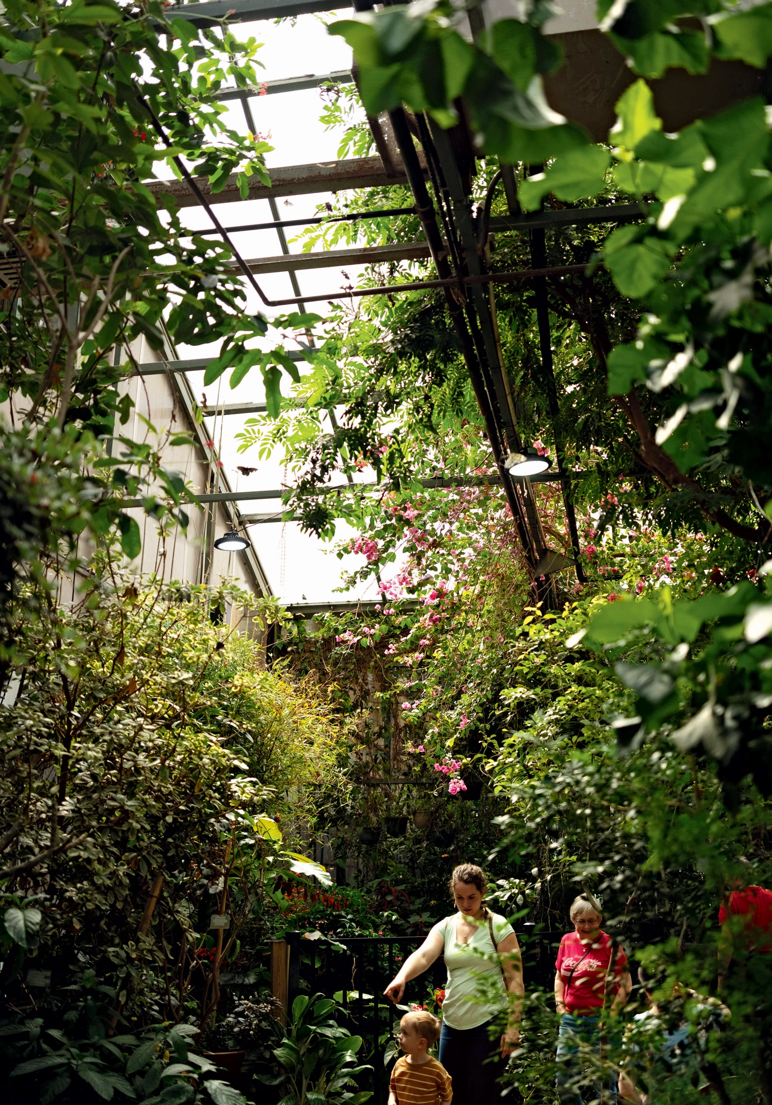 Magic Wings Butterfly Conservatory & Gardens in South Deerfield ...