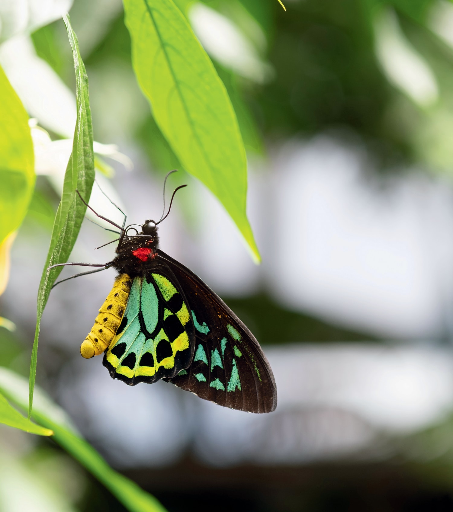Magic Wings Butterfly Conservatory & Gardens in South Deerfield ...