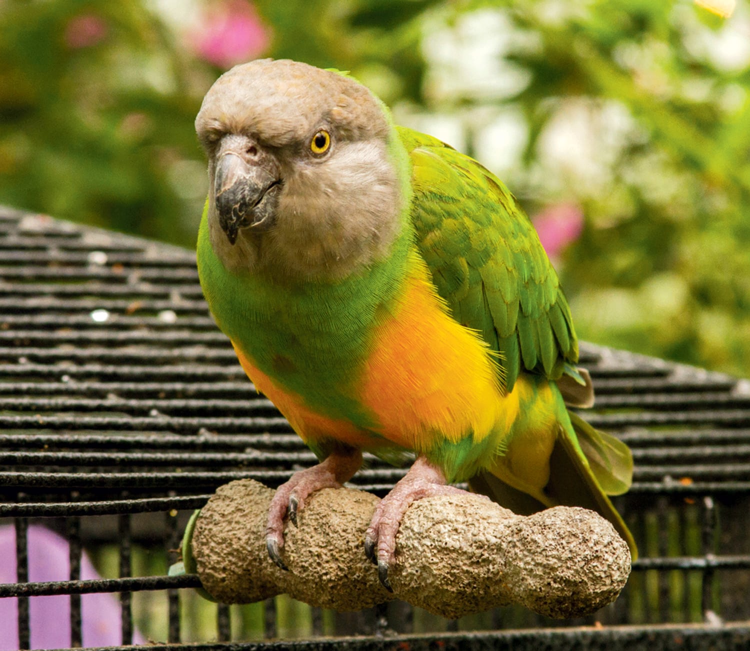 Magic Wings Butterfly Conservatory & Gardens in South Deerfield ...