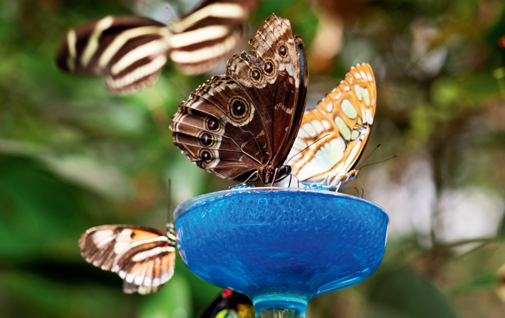 Magic Wings Butterfly Conservatory & Gardens in South Deerfield ...