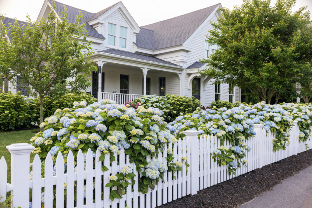 The Cape Cod Hydrangea Festival: A Celebration of Summer’s Bluest ...