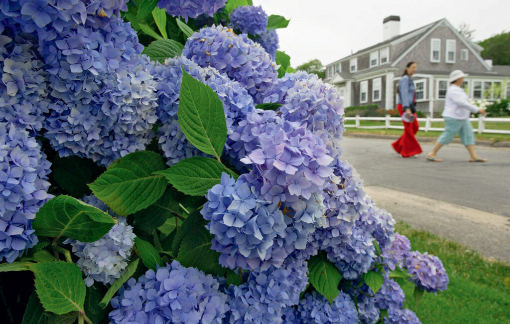 The Cape Cod Hydrangea Festival: A Celebration of Summer’s Bluest ...