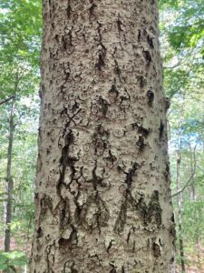 Beech Leaf Disease: A New Pathogen Spreading Rapidly Through New ...