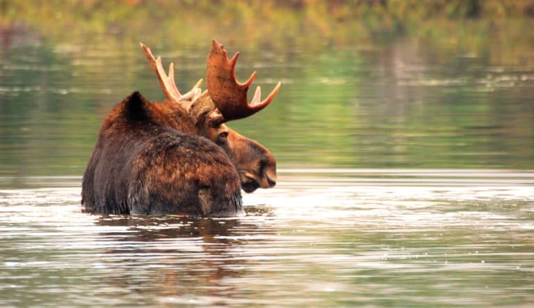 The 85 Best Things to Do in New England