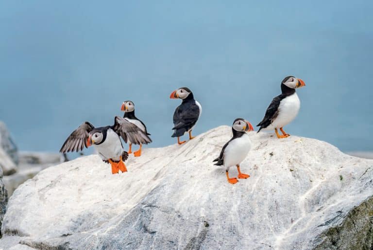 Maine Puffin Tours | New England from the Water - New England