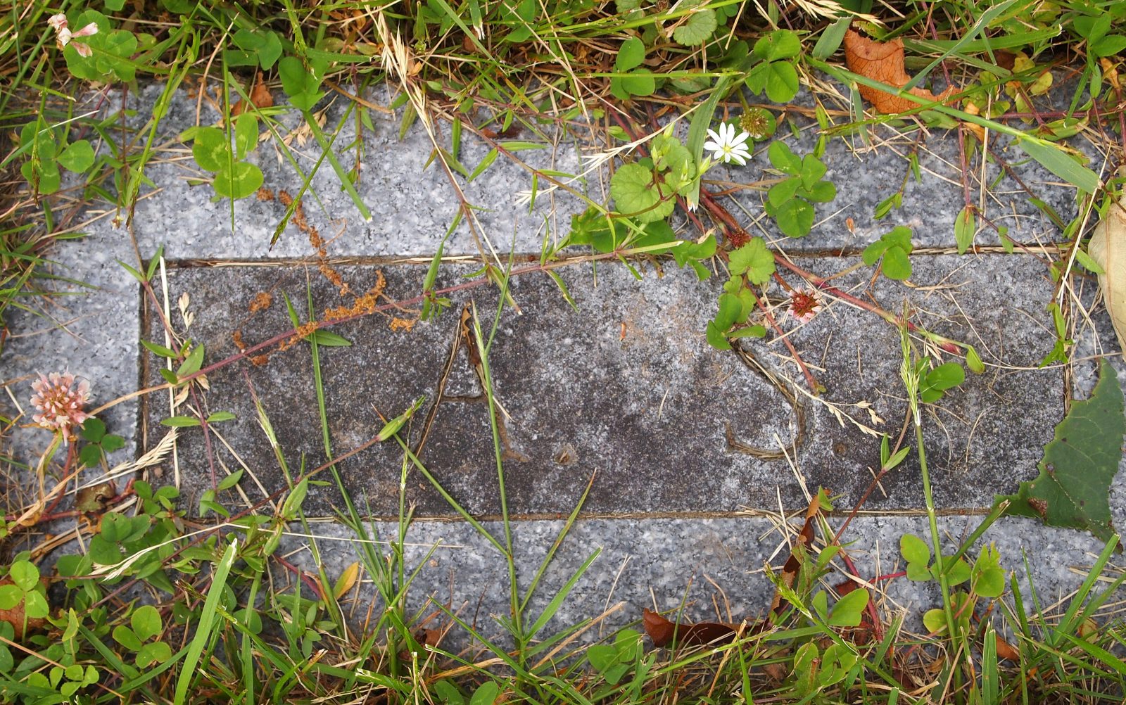 The Curious Tale of Asa Snow - New England