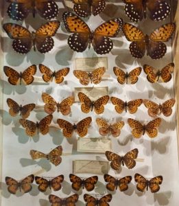 The L.C. Bates Museum | The Most Interesting Museum in Maine? - New England