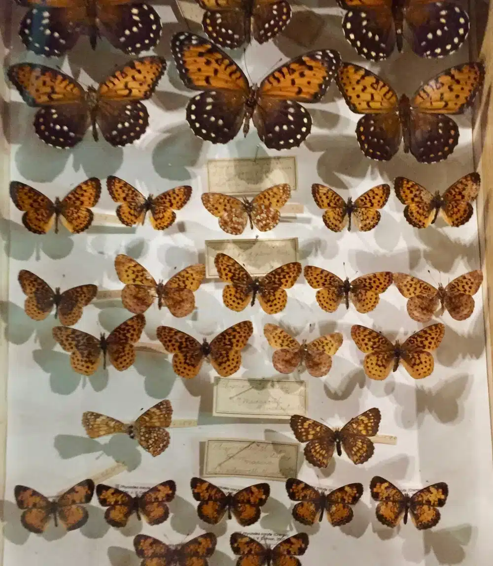 The L.C. Bates Museum | The Most Interesting Museum in Maine? - New England